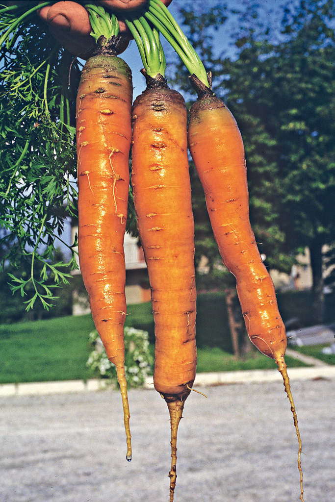 Coltivare le carote: scelta e preparazione del terreno - Vita in Campagna
