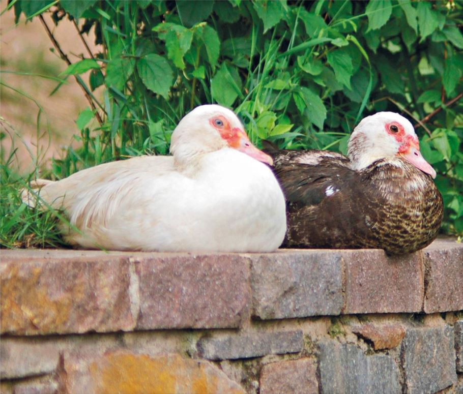 Anatra dalla carne più magra, qual è? - Vita in Campagna