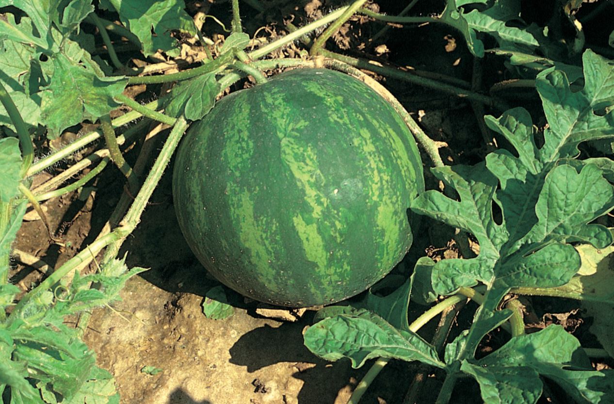 Dopo la semina dell'anguria pacciamate o diserbate - Vita in Campagna