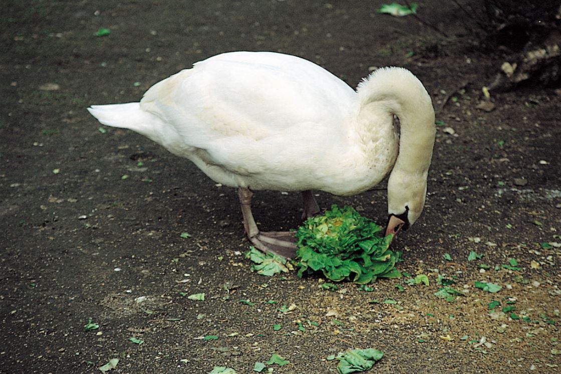 Allevamento di cigni. Consigli per allevare una coppia di cigni