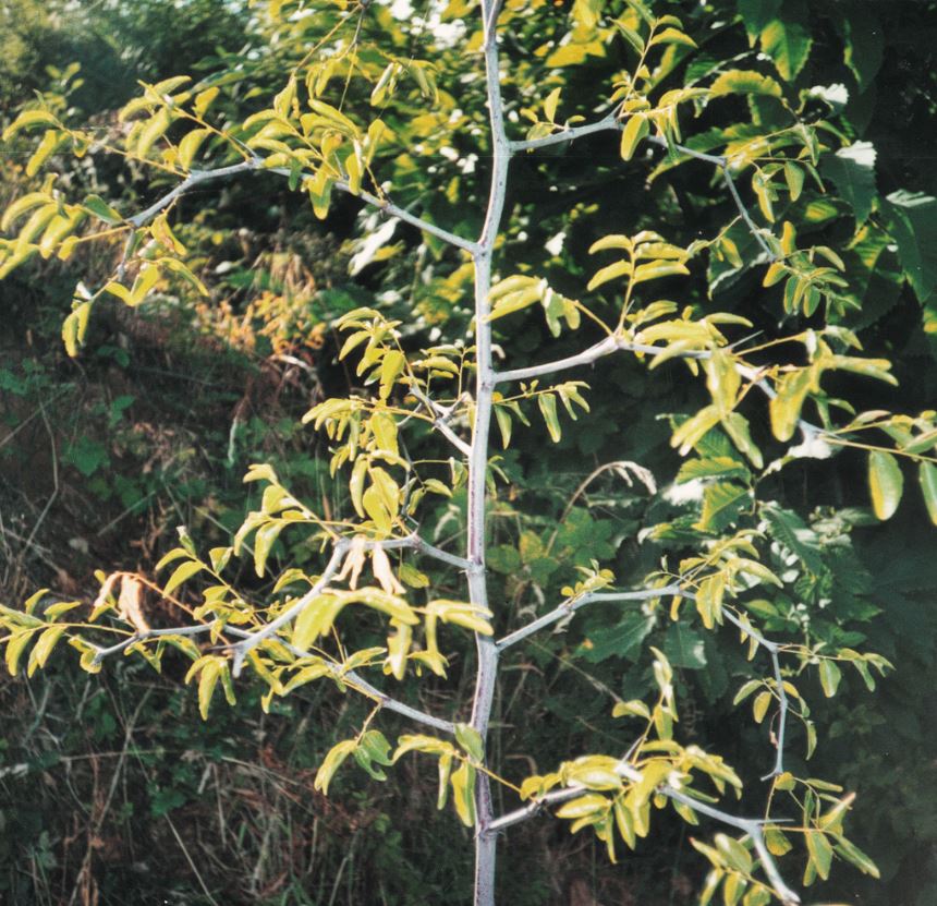 Giuggiolo. Eliminare i polloni e propagare una nuova pianta