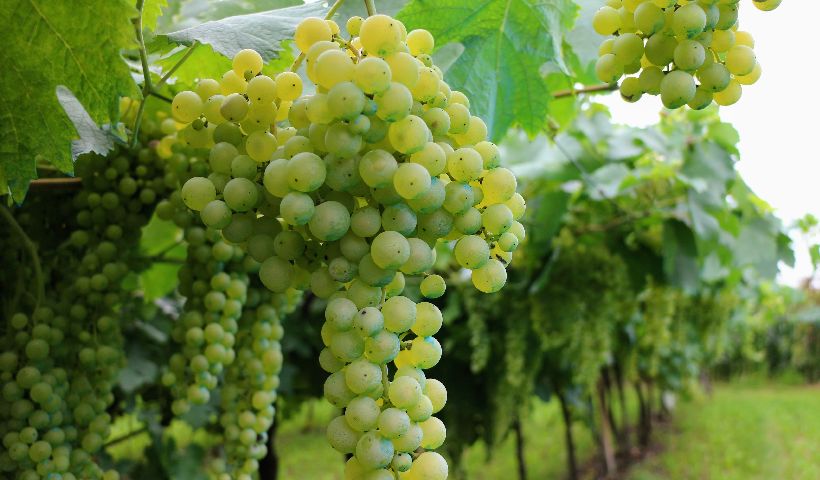 Massima superficie del vigneto familiare - Vita in Campagna