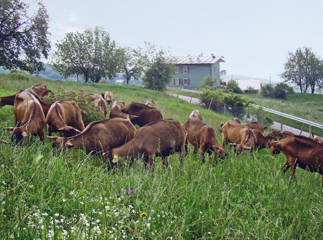Pascolo per le capre: dopo la mungitura il pascolo con arbusti