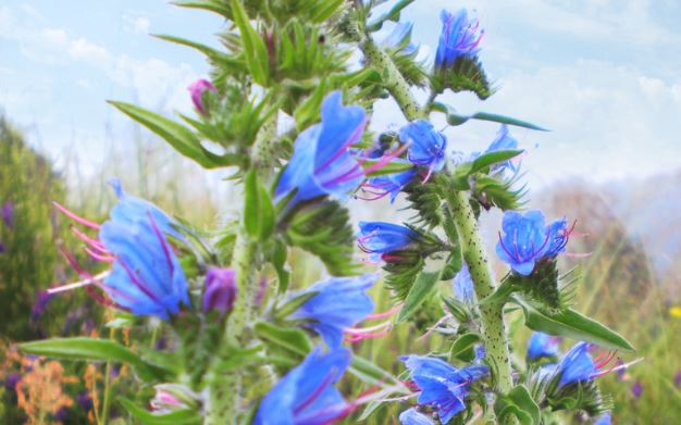 Erba viperina, un tempo usata per le sue proprietà emollienti