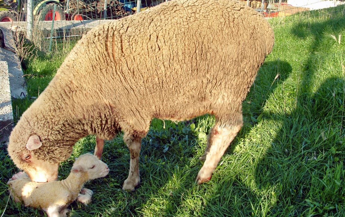 Pecore merinos, pecore dalla bella lana - Vita in Campagna