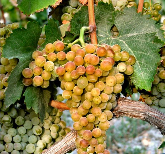 Vitigno Greco, consigli sulla coltivazione in Piemonte