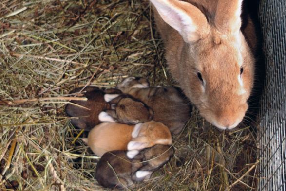 Allevamento conigli: pareggiamento delle nidiate - Vita in Campagna