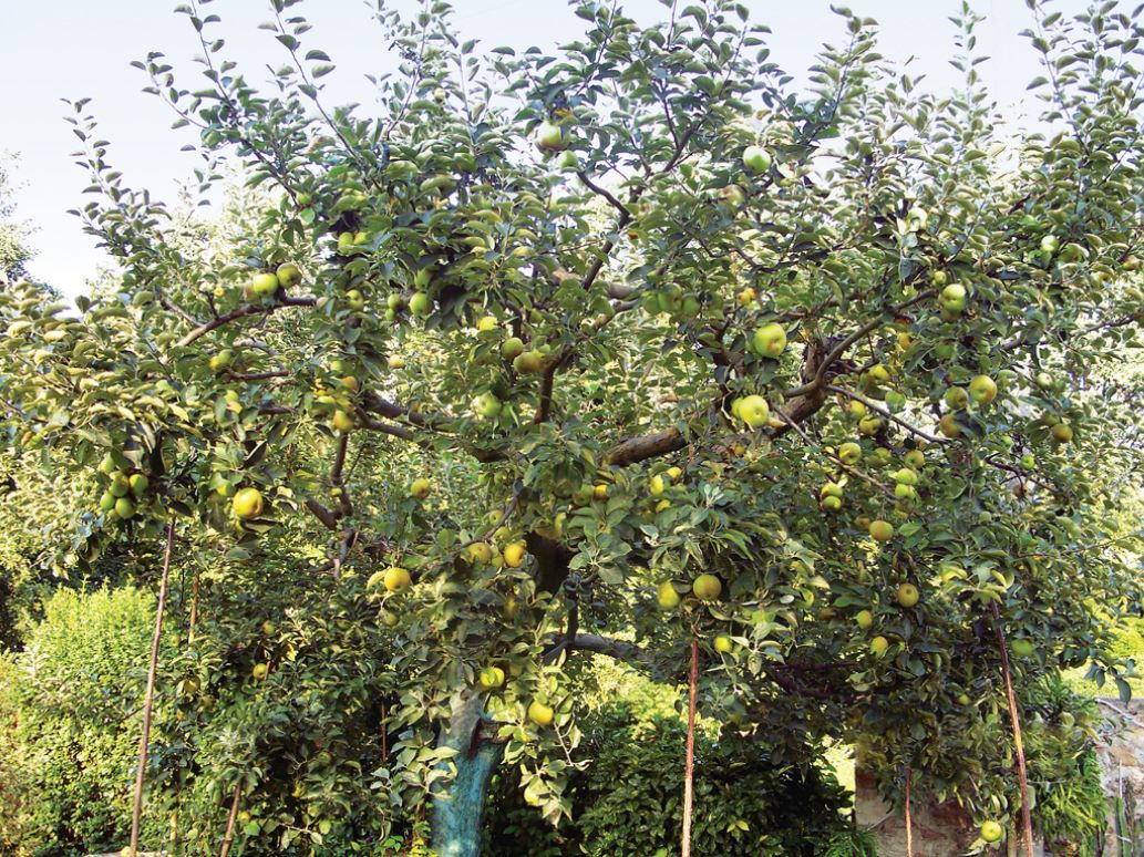 Cure per le piante di melo tra maggio e giugno - Vita in Campagna
