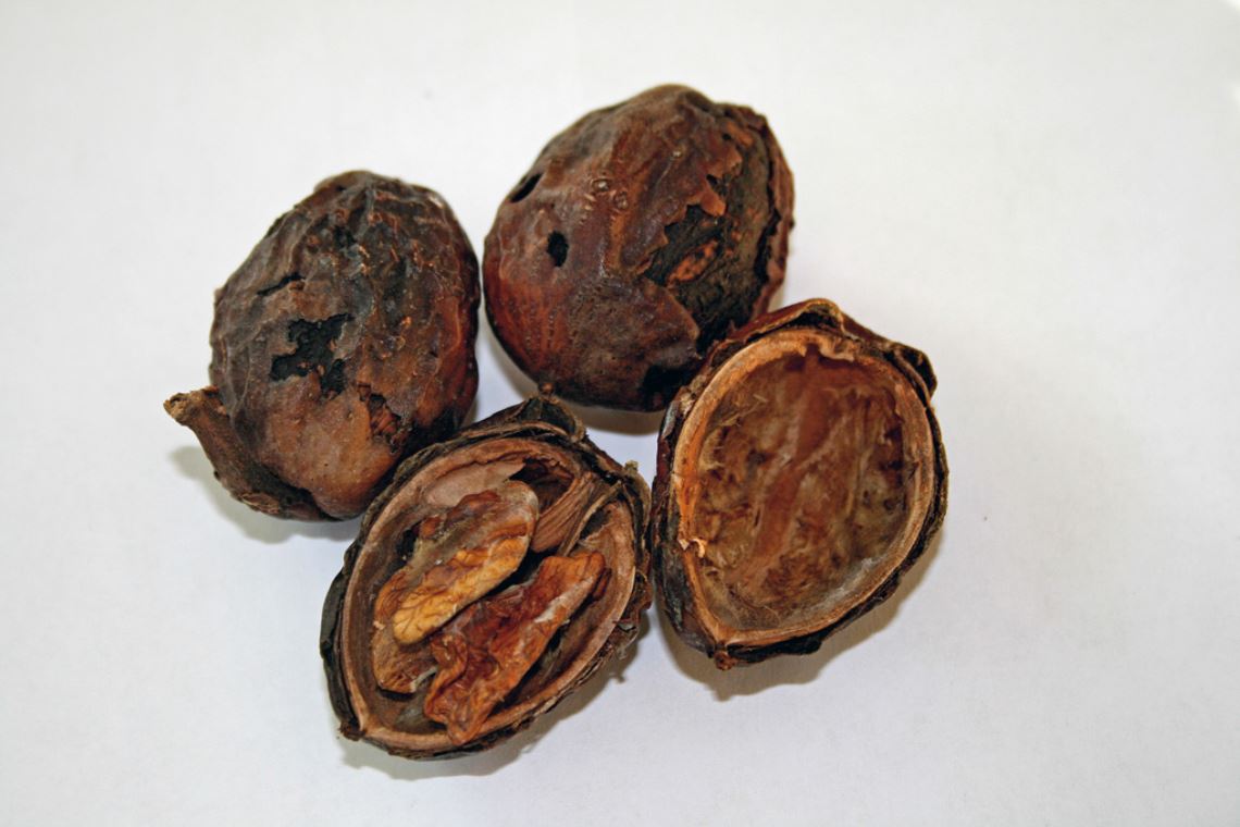 Noci nere e marcite: colpa della mosca delle noci