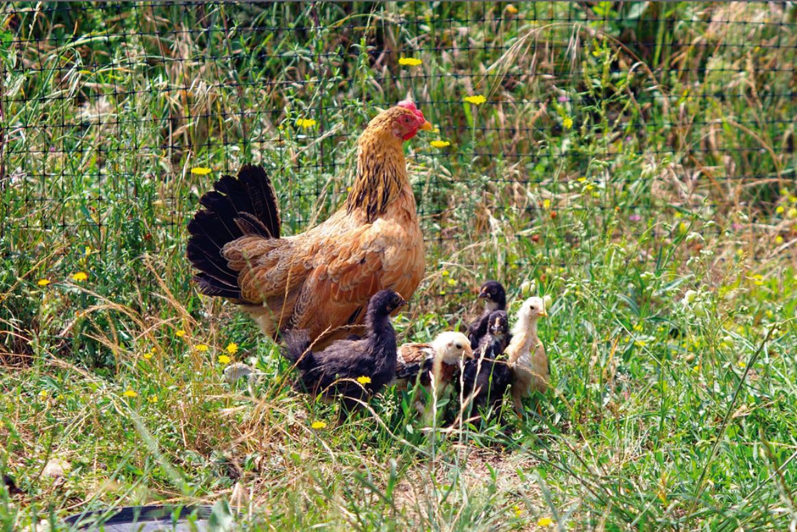 Polli, a maggio il secondo ciclo di allevamento di polli