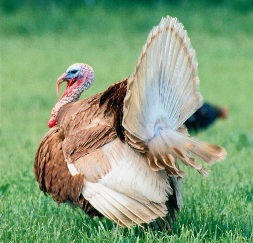 Tacchini americani di grossa taglia difficili da allevare