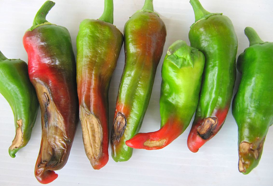 Peperoni con macchie secche: eccesso di calore - Vita in Campagna