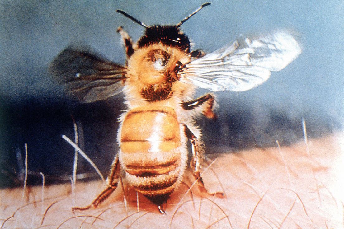 Apiterapia, curarsi con le punture d'api - Vita in Campagna