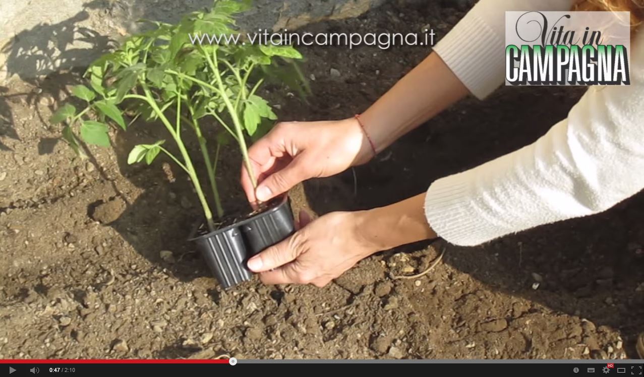 La messa a dimora di piantine di ortaggi con pane di terra