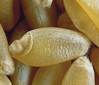 Cariosside - Vita in Campagna