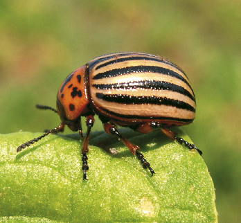 Coleotteri - Vita in Campagna