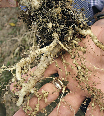 Nematodi - Vita in Campagna