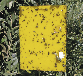 Trappola cromotropica - Vita in Campagna