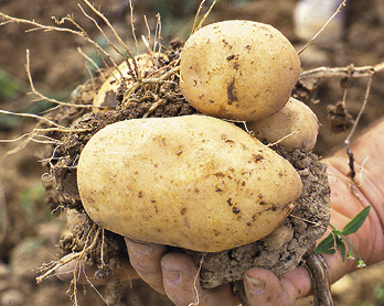Tubero - Vita in Campagna