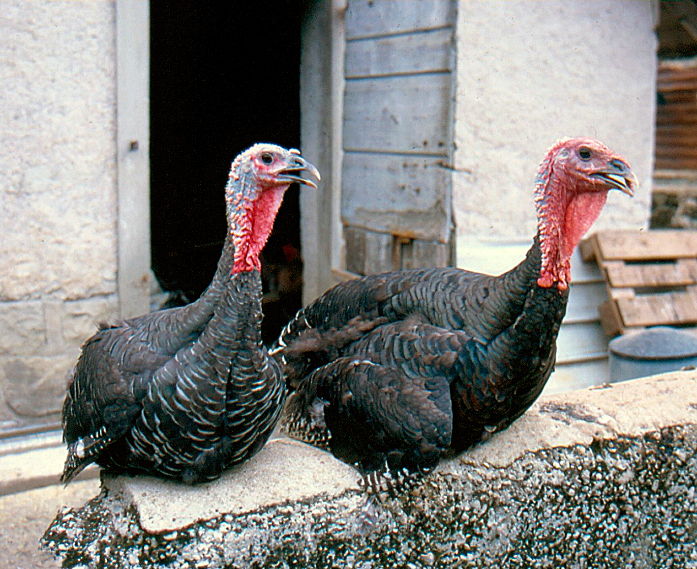 tacchini - Vita in Campagna