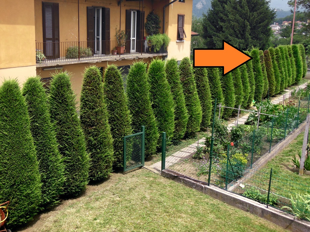 Siepe di cipresso di Leyland infestata da larve