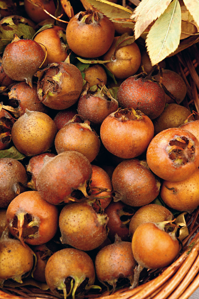 Raccolta delle nespole e maturazione - Vita in Campagna