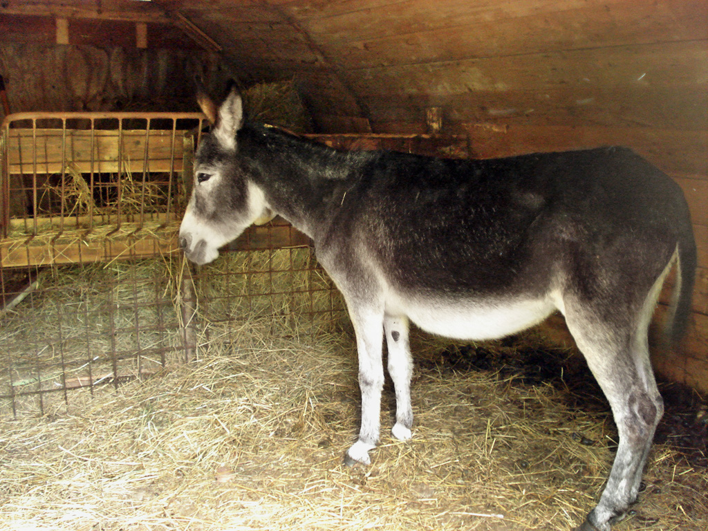Gli asini sopportano il freddo dell'inverno - Vita in Campagna