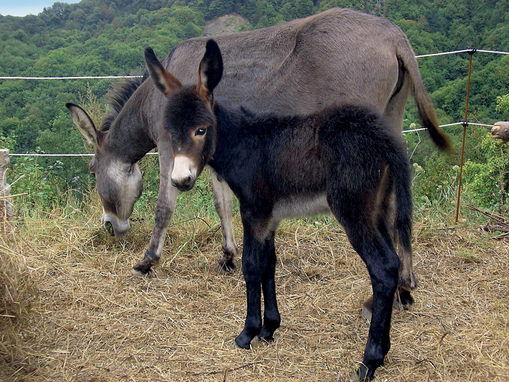 Asini di pochi mesi, come staccarli gradualmente dalla madre