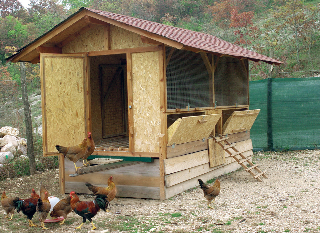 Vantaggi del pollaio mobile - Vita in Campagna