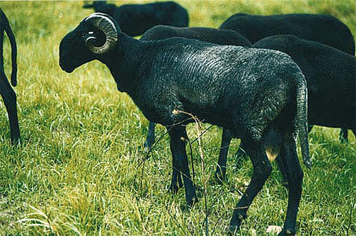 Le caratteristiche della pecora Massese - Vita in Campagna