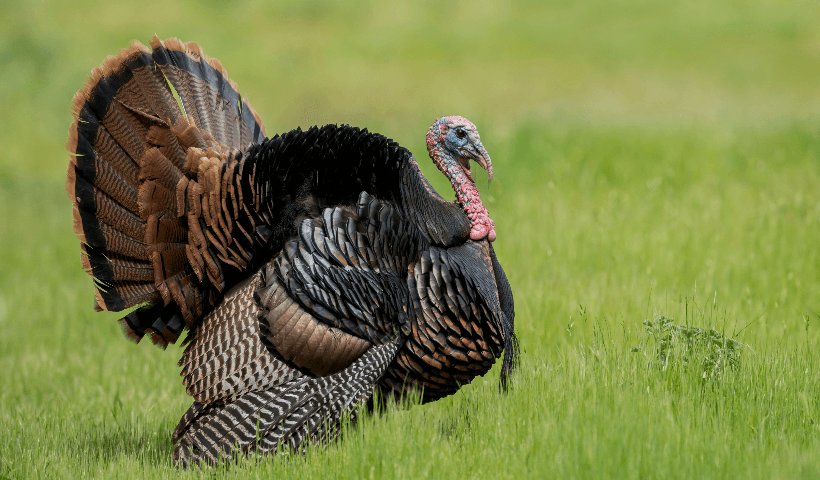 Tacchini americani di grossa taglia difficili da allevare