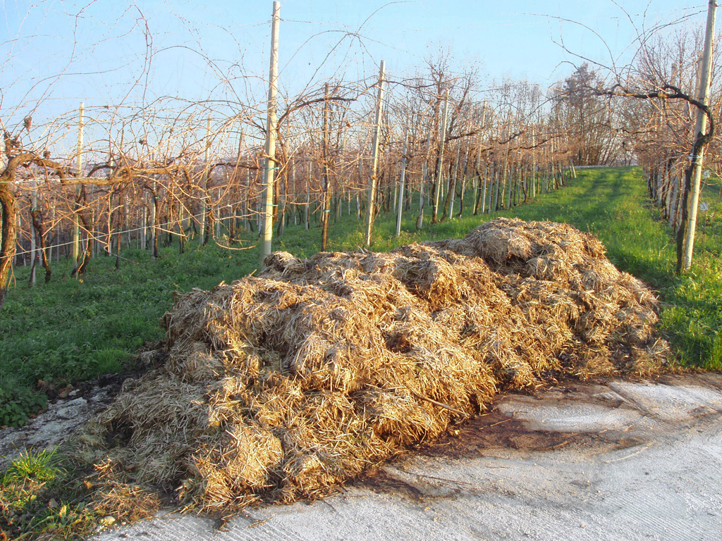 Il letame rimane un fertilizzante prezioso per le colture