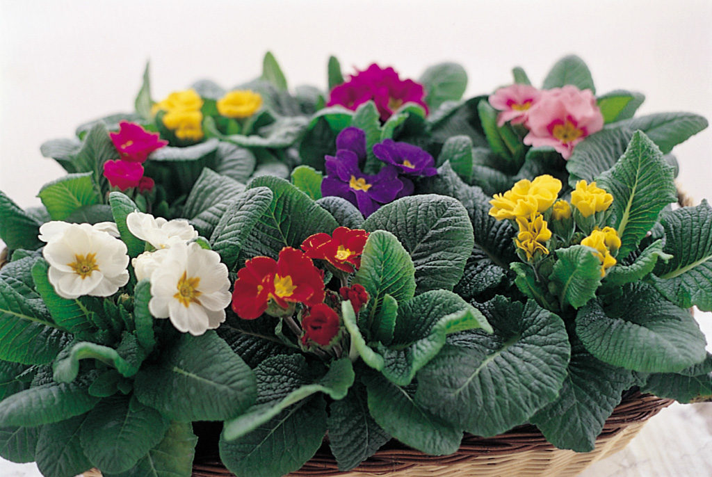 Le primule: colori e sfumature verso la primavera - Vita in Campagna