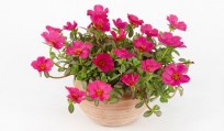Coltiviamo la portulaca, pianta colorata resistente al caldo dell ...