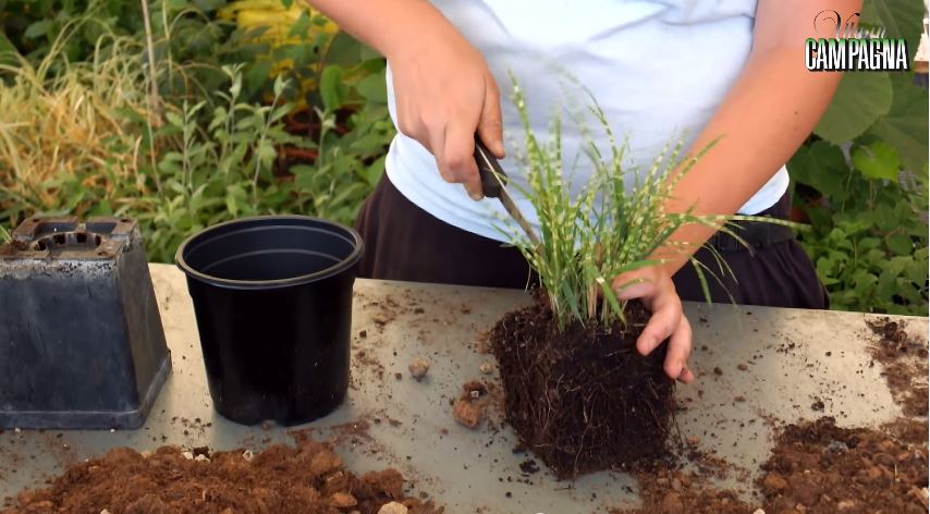La coltivazione delle graminacee ornamentali - Vita in Campagna
