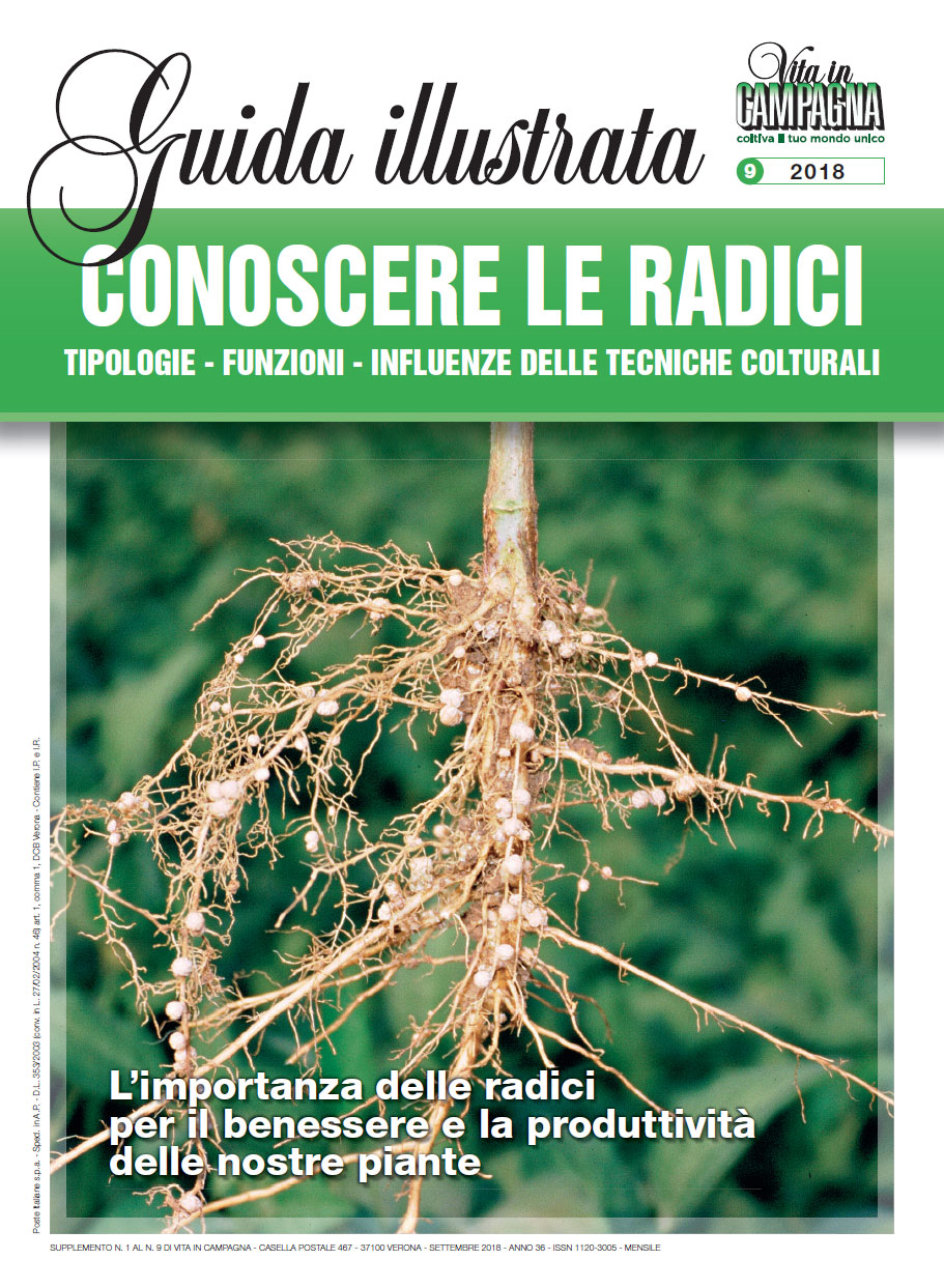 Conoscere le radici - Vita in Campagna