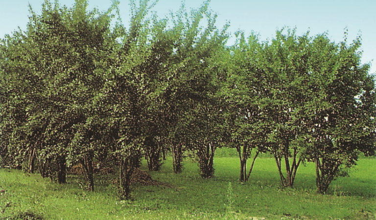 Susini Ramassin: rustici, autofertili, resistenti al gelo e dal fascino ...