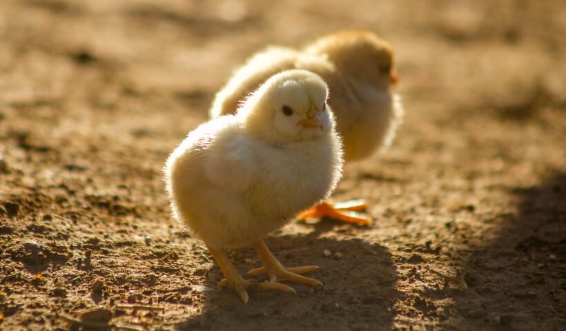Perché allevare i pulcini in primavera - Vita in Campagna