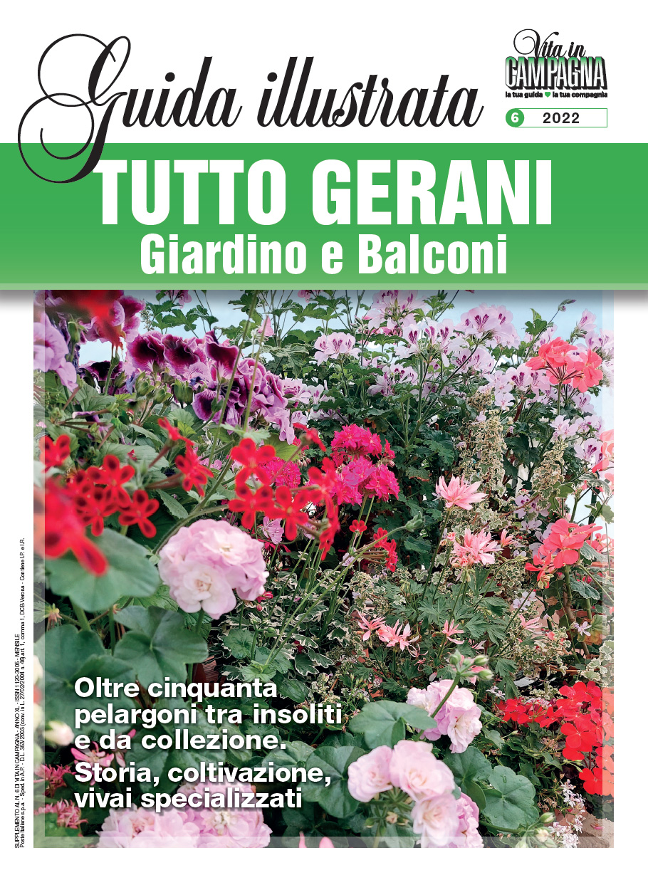 Tutto gerani - Giardino e balconi - Vita in Campagna