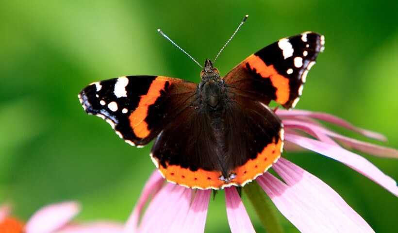 Farfalle dei giardini e degli orti: piccola guida al riconoscimento ...