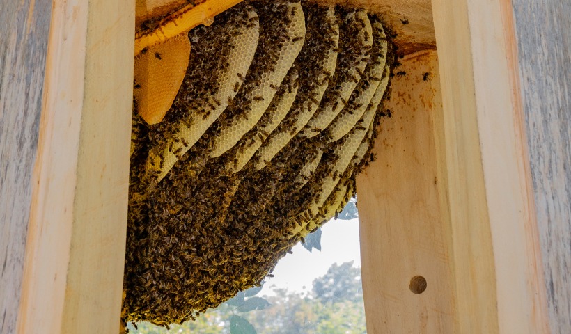 La nostra ape da miele è a pieno titolo parte dell’ecosistema - Vita in ...