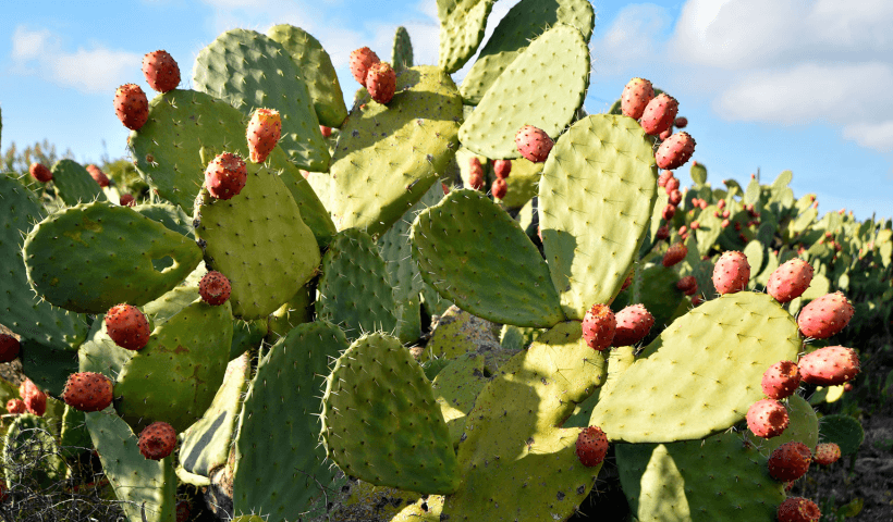 Fico d’India, pianta ideale da coltivare nel giardino-frutteto