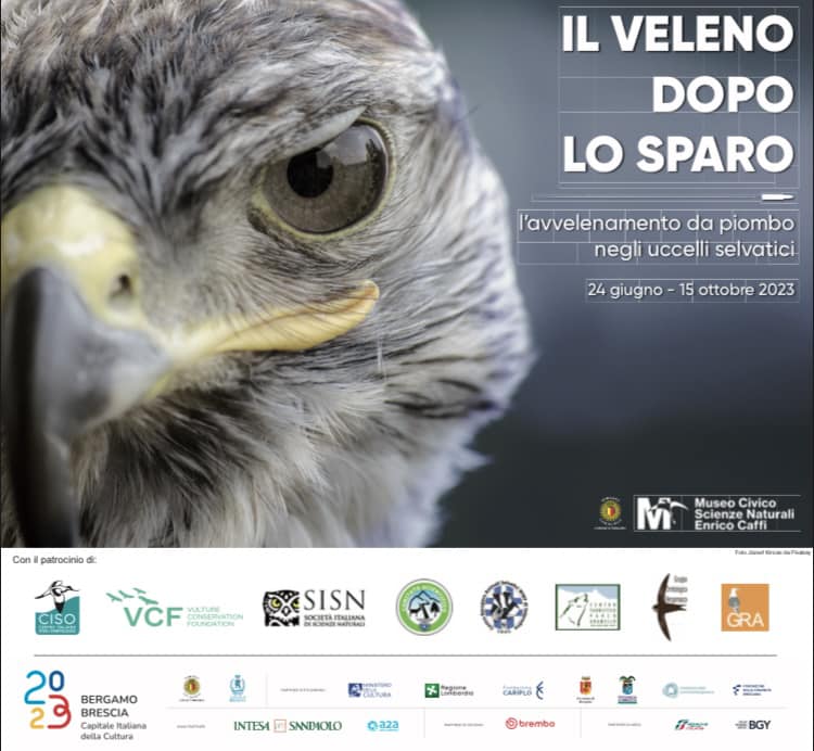 Il veleno dopo lo sparo, l'avvelenamento da piombo negli uccelli ...