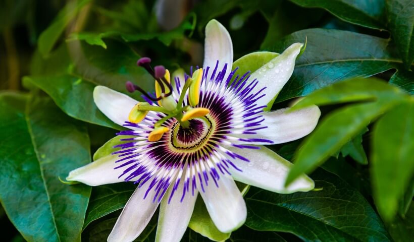 Coltivazione e cura della passiflora: pianta rampicante con fiori e ...