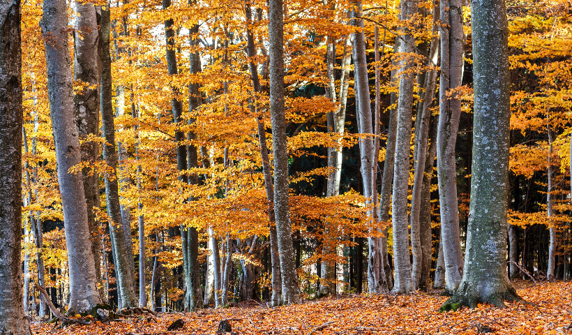 Foreste di faggio in Italia: caratteristiche ecologiche e biodiversità
