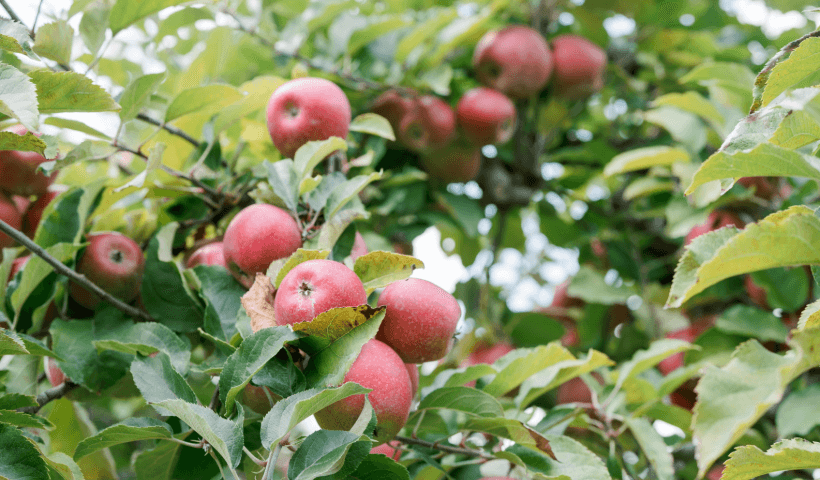 Mele Fuji e Pink Lady: la raccolta autunnale delle varietà tardive ...