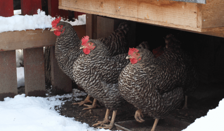 Galline che non fanno uova in inverno? Ecco come risolvere il problema ...