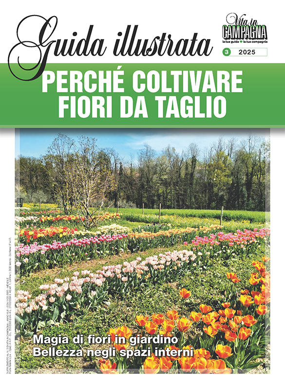 Perché coltivare fiori da taglio - Vita in Campagna